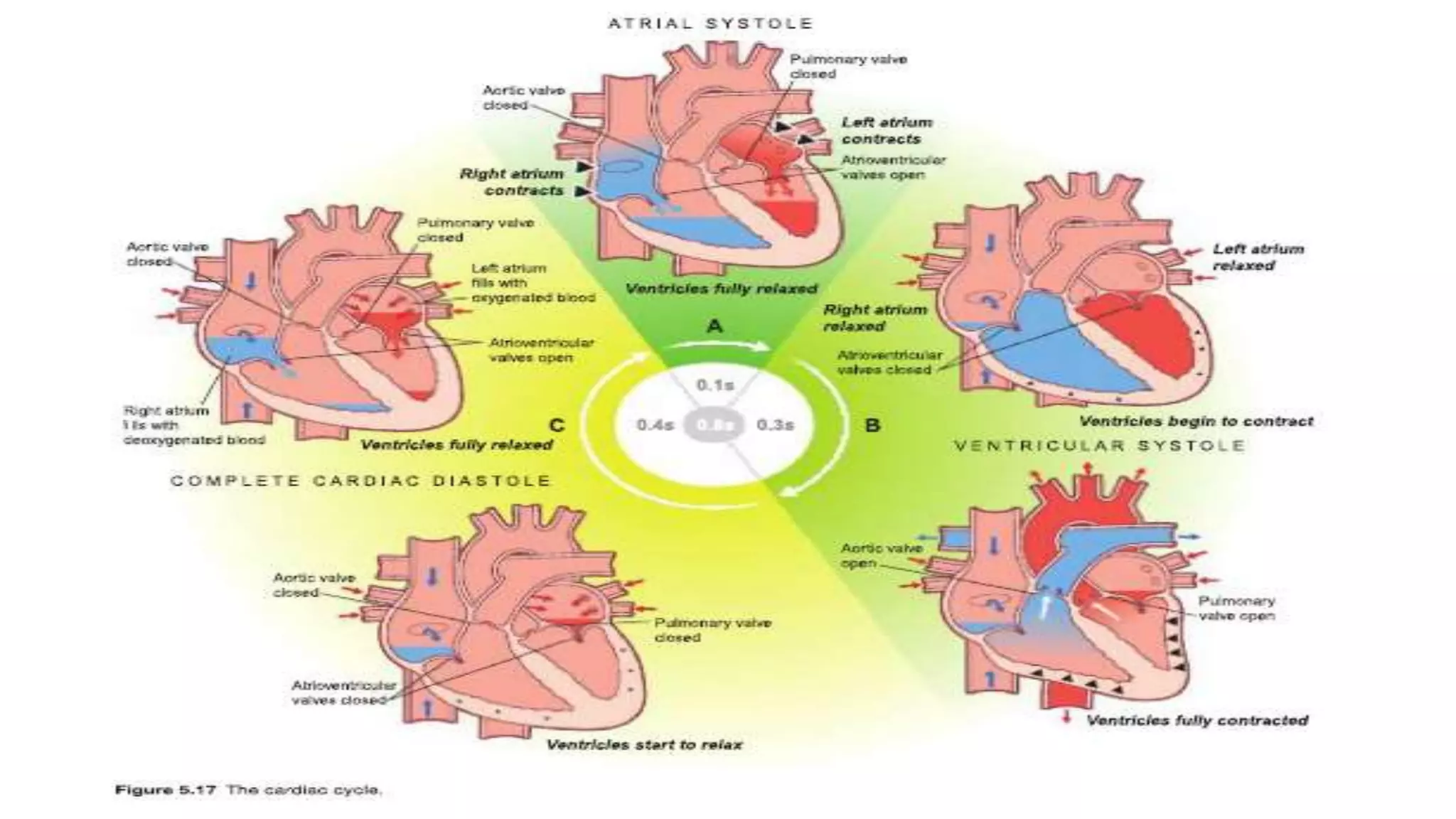 Cardiac cycle- day 4.pptx