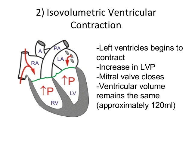 Cardiac cycle