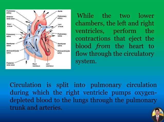 Cardiac cycle (Human Heart) | PPT