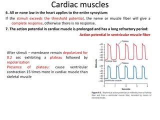 Heart - Blood Circulation and Function of cardiac muscles | PPT