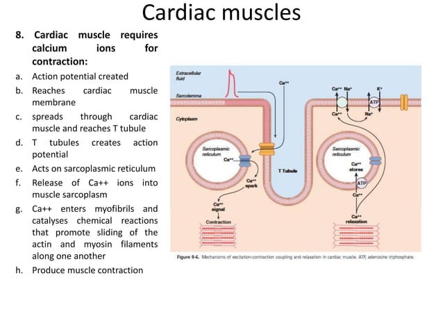 Heart - Blood Circulation and Function of cardiac muscles | PPT