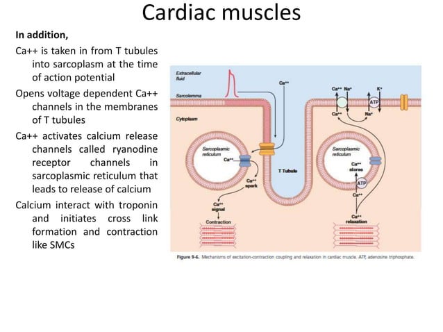 Heart - Blood Circulation and Function of cardiac muscles | PPT