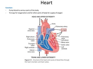 Heart - Blood Circulation and Function of cardiac muscles | PPT