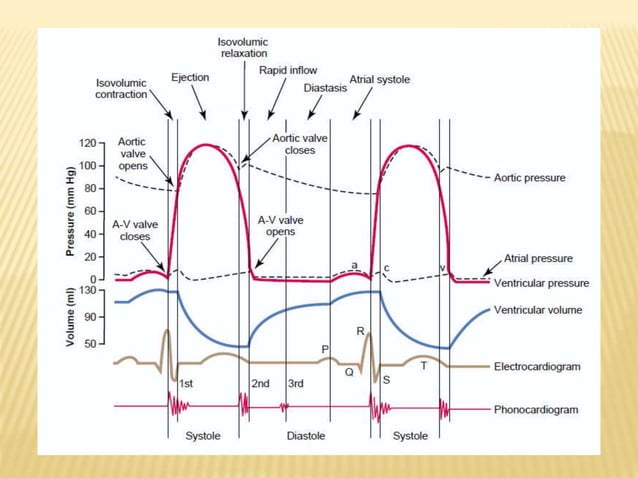 Cardiac cycle and jvp | PPTX