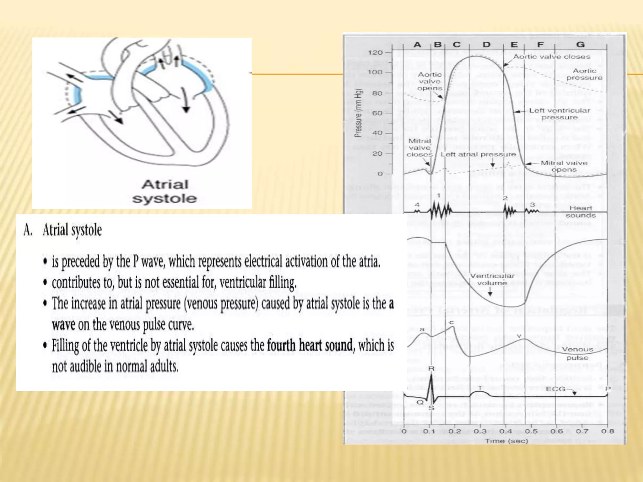 Cardiac cycle Physiology | PPTX