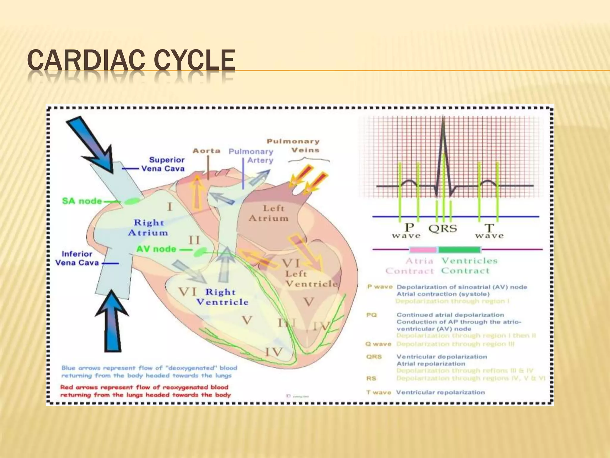 Cardiac cycle Physiology | PPTX