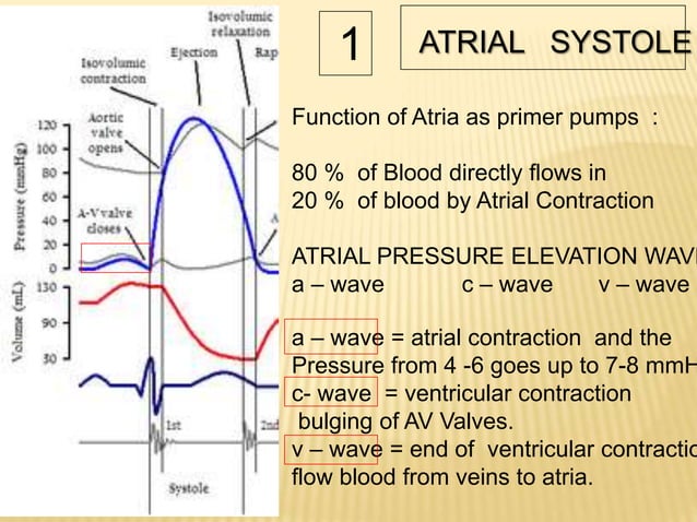 Cardiac cycle Physiology | PPTX | Heart and Cardiovascular Diseases ...