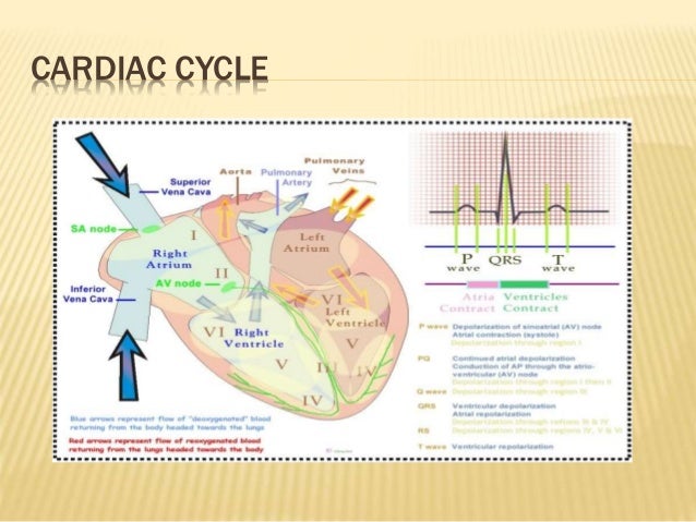Cardiac cycle Physiology