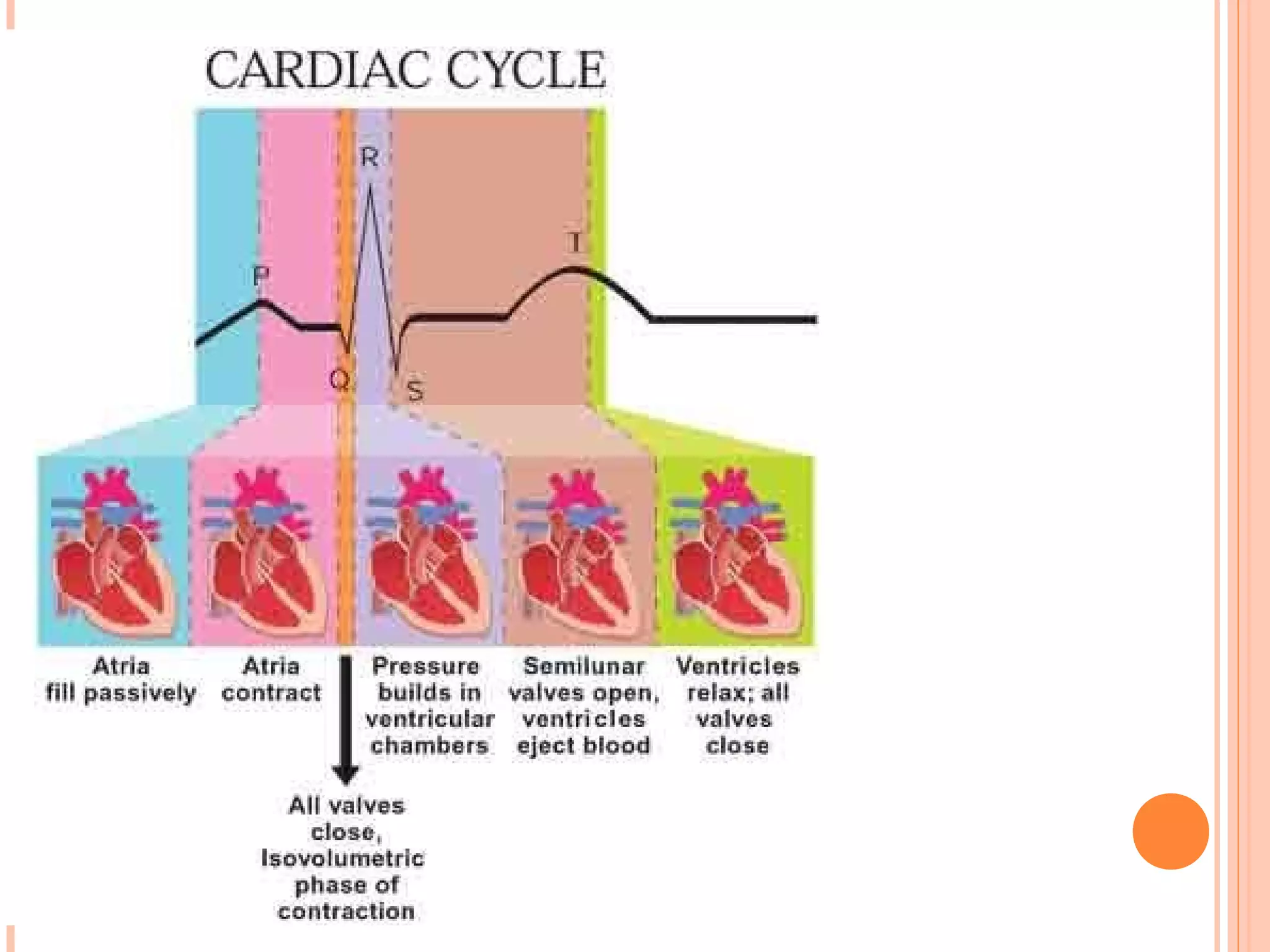 Circulatory system 2 | PPT | Heart and Cardiovascular Diseases ...