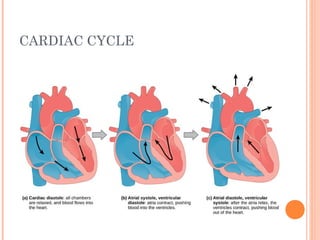 Circulatory system 2 | PPT | Heart and Cardiovascular Diseases ...