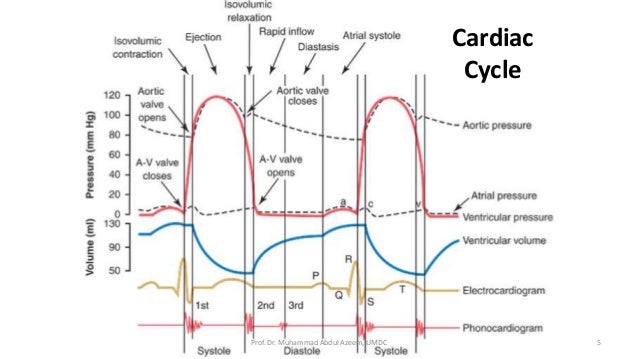 Cardiaccycle for share by prof. dr. muhammad abdul azeem