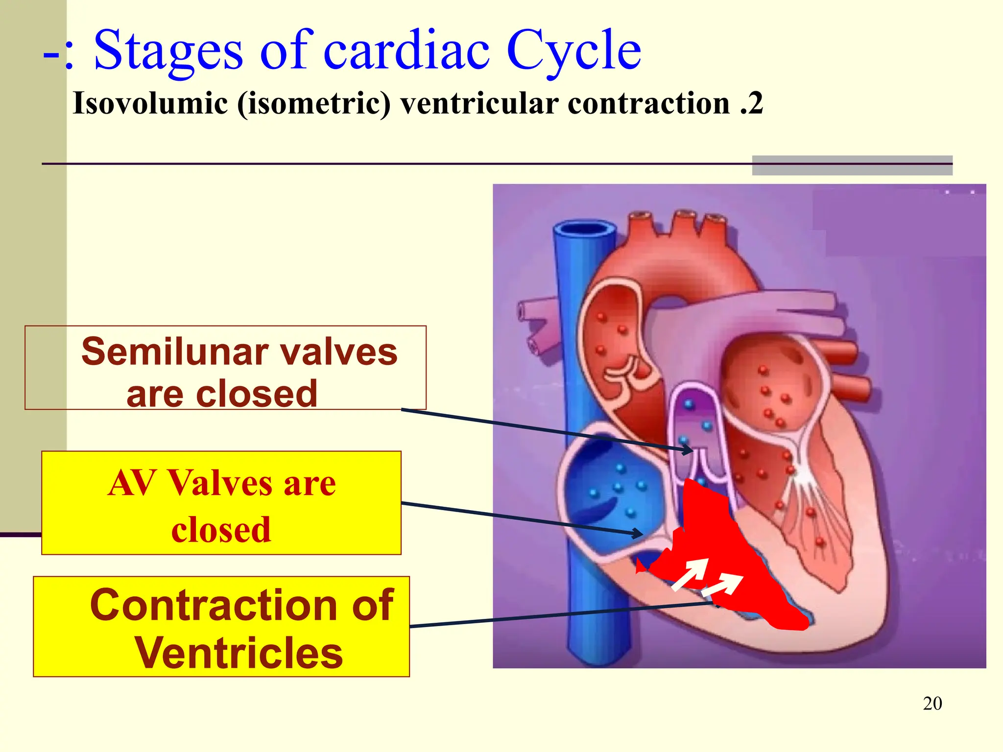 Cardiac Cycle, Heart Sounds, Cardiac Murmur. Physiology pptx | PPTX