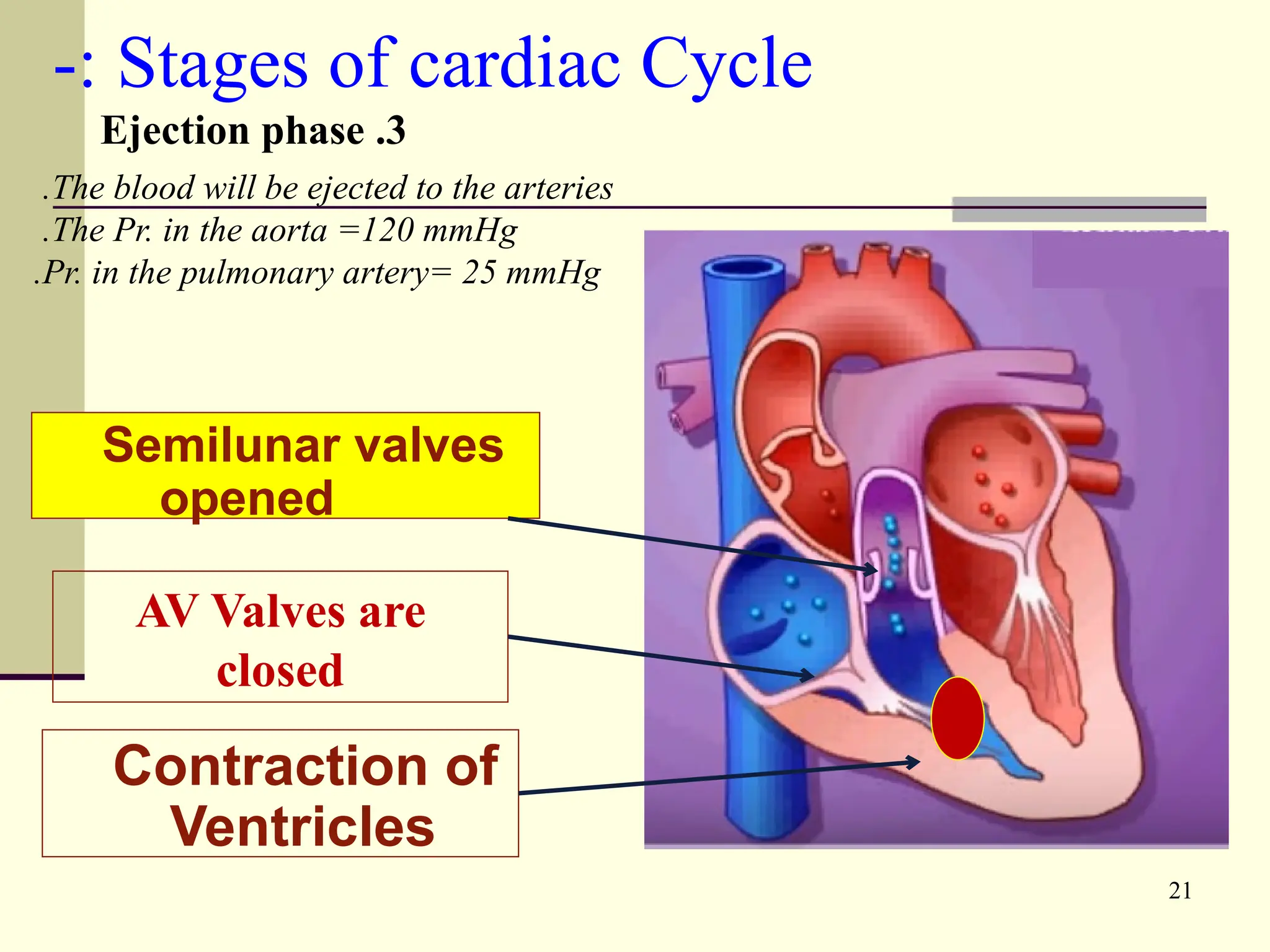 Cardiac Cycle, Heart Sounds, Cardiac Murmur. Physiology pptx | PPTX
