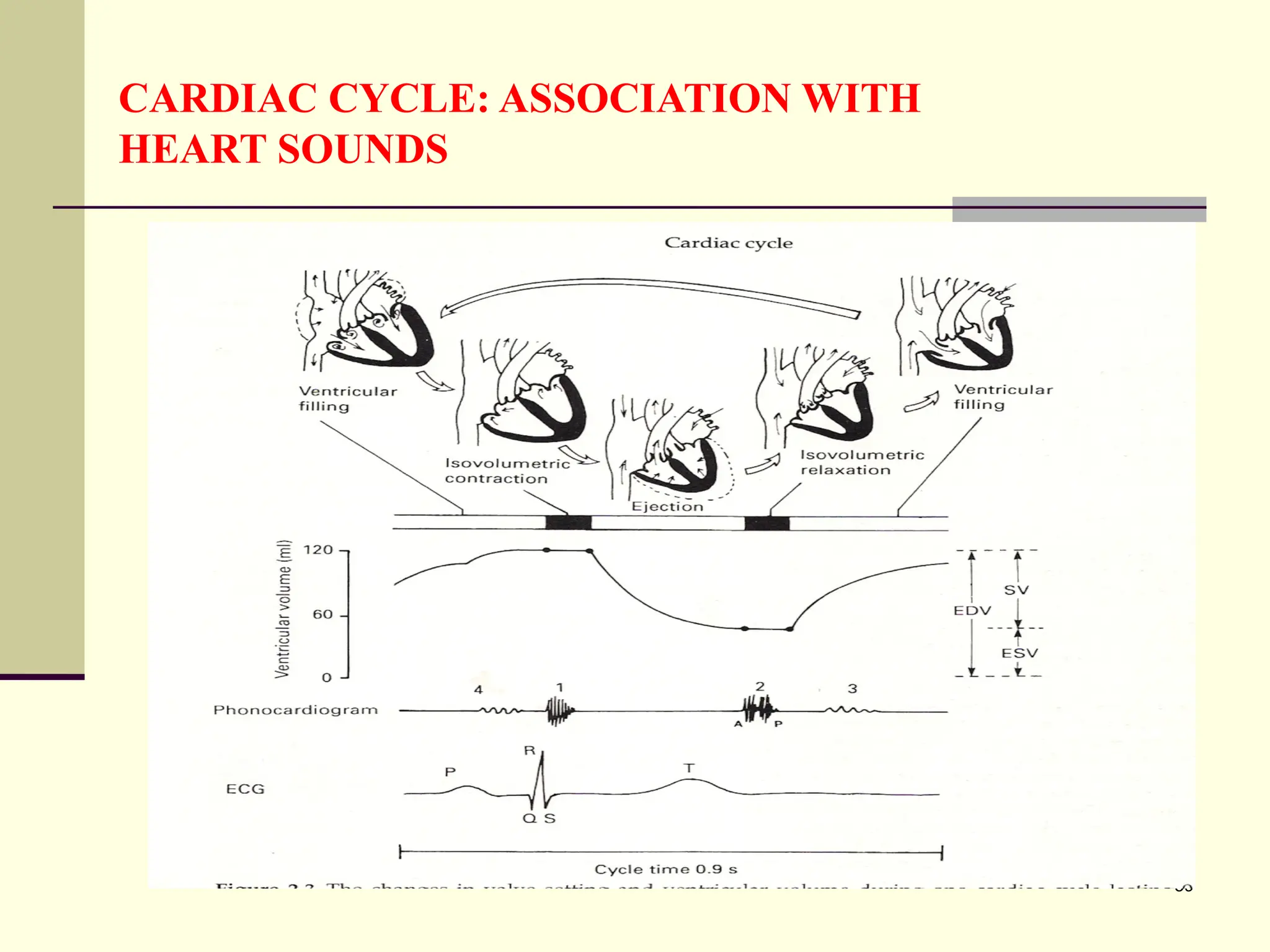 Cardiac Cycle, Heart Sounds, Cardiac Murmur. Physiology pptx | PPTX