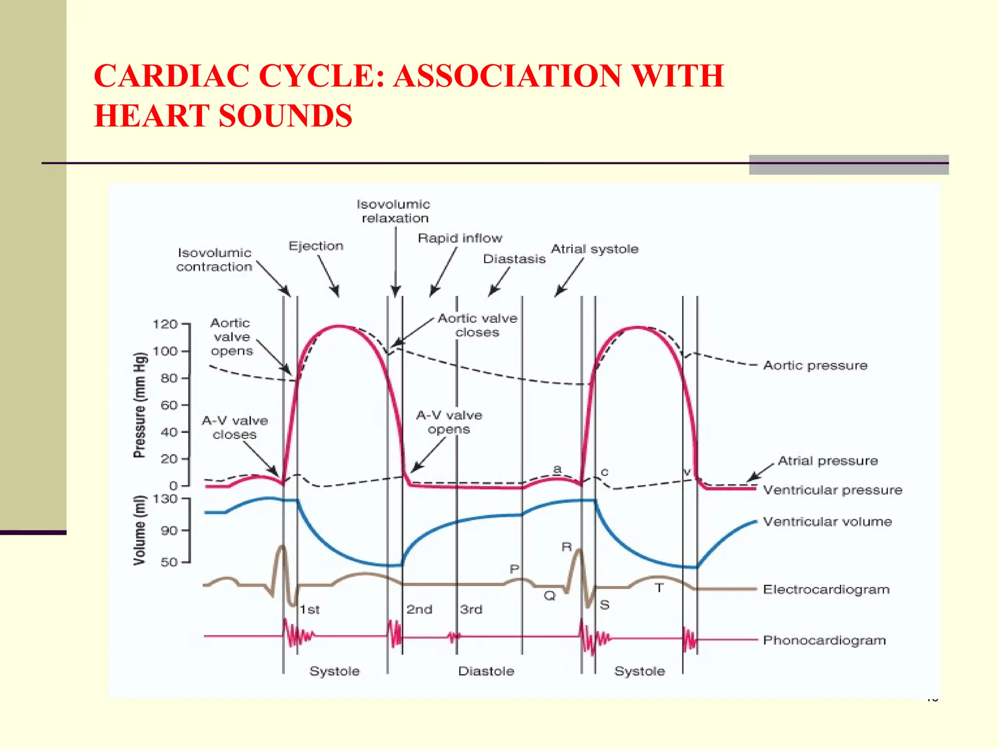 Cardiac Cycle, Heart Sounds, Cardiac Murmur. Physiology pptx | PPTX