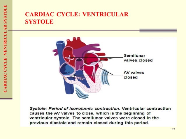 Cardiac Cycle, Heart Sounds, Cardiac Murmur. Physiology pptx | PPT