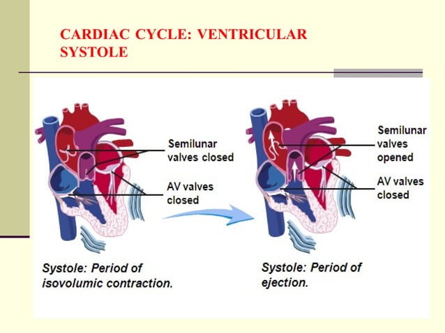 Cardiac Cycle, Heart Sounds, Cardiac Murmur. Physiology pptx | PPT