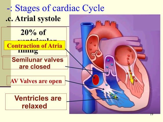 Cardiac Cycle, Heart Sounds, Cardiac Murmur. Physiology pptx | PPT