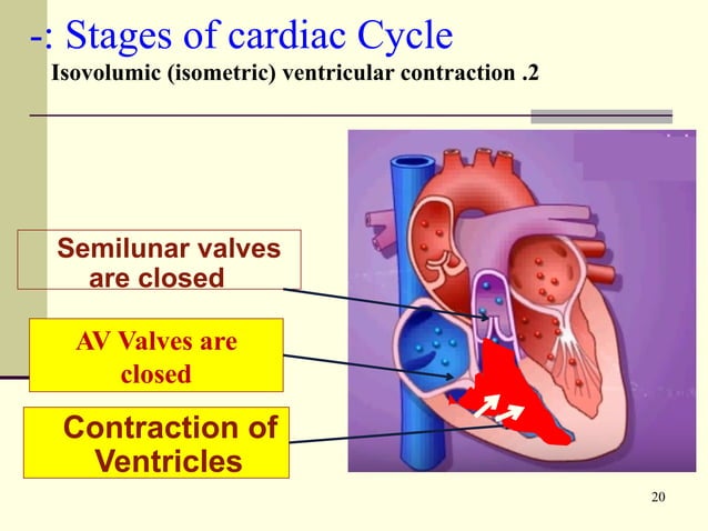 Cardiac Cycle, Heart Sounds, Cardiac Murmur. Physiology pptx | PPT