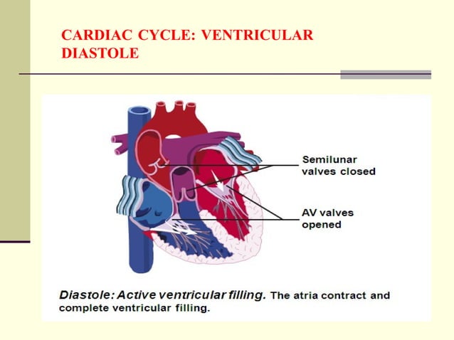 Cardiac Cycle, Heart Sounds, Cardiac Murmur. Physiology pptx | PPT