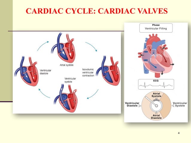 Cardiac Cycle, Heart Sounds, Cardiac Murmur. Physiology pptx | PPT