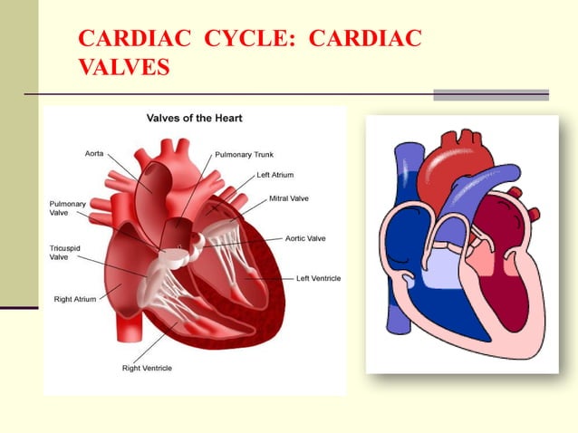 Cardiac Cycle, Heart Sounds, Cardiac Murmur. Physiology pptx | PPT