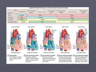cardiac_cycle.ppt
