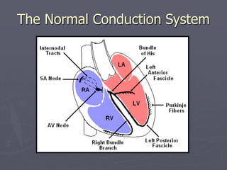 cardiac_cycle.ppt