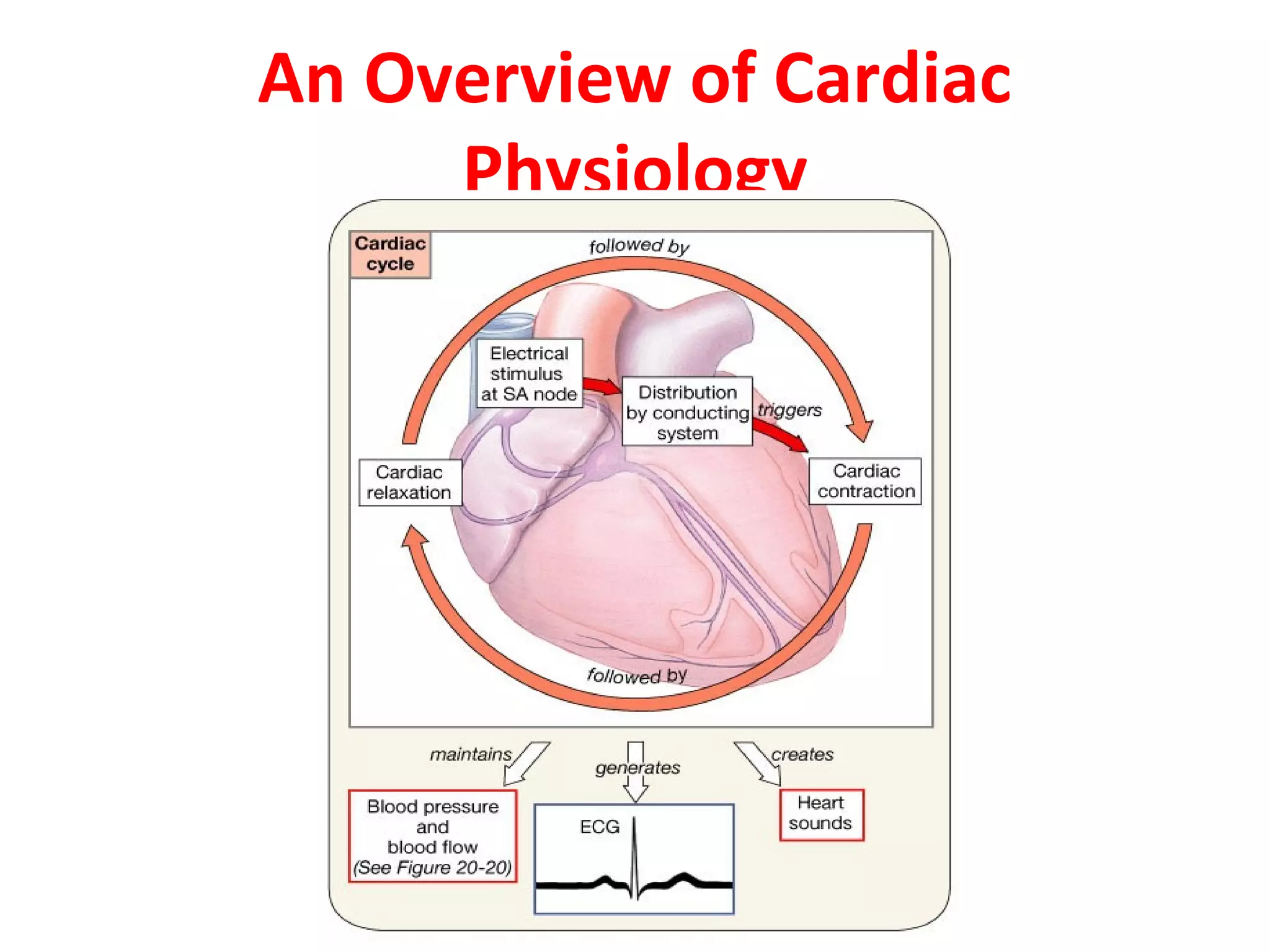 Cardiac cycle physiology_4_dpt | PPT