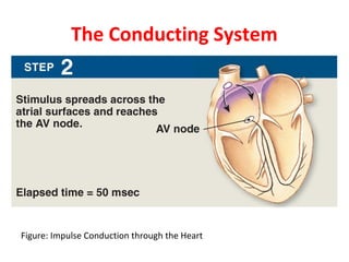 Cardiac cycle physiology_4_dpt | PPT