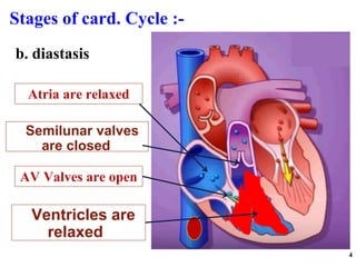 Cardiac Cycle Animation