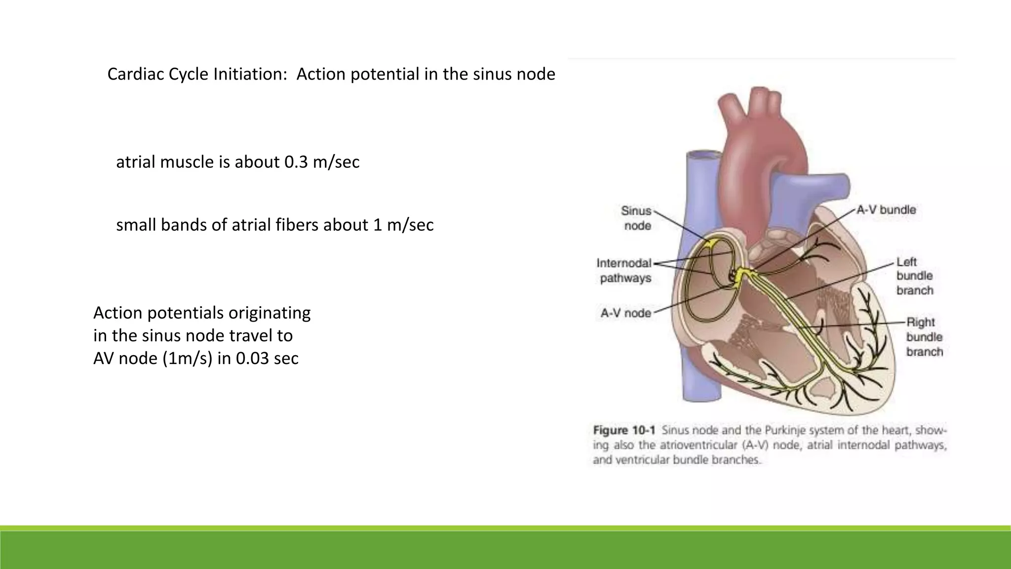 CARDIAC CYCLE Rajesh.pptx
