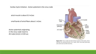 CARDIAC CYCLE Rajesh.pptx
