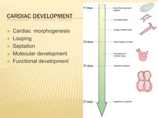 Cardiac development & fetal circulation (2) | PPTX | Heart and ...