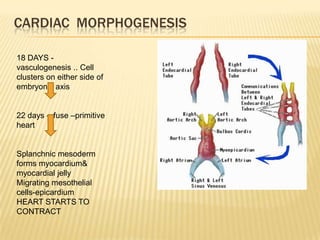 Cardiac development & fetal circulation (2) | PPTX | Heart and ...