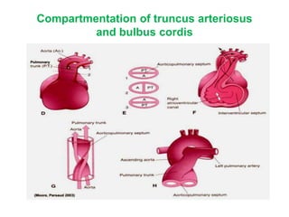 Cardiac development final | PPTX