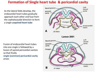 Cardiac development final | PPTX