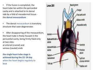 Cardiac development final | PPTX