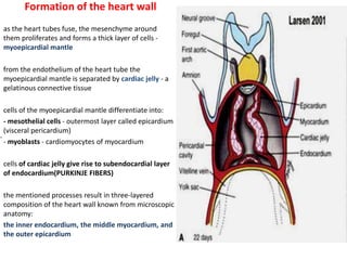 Cardiac development final | PPTX