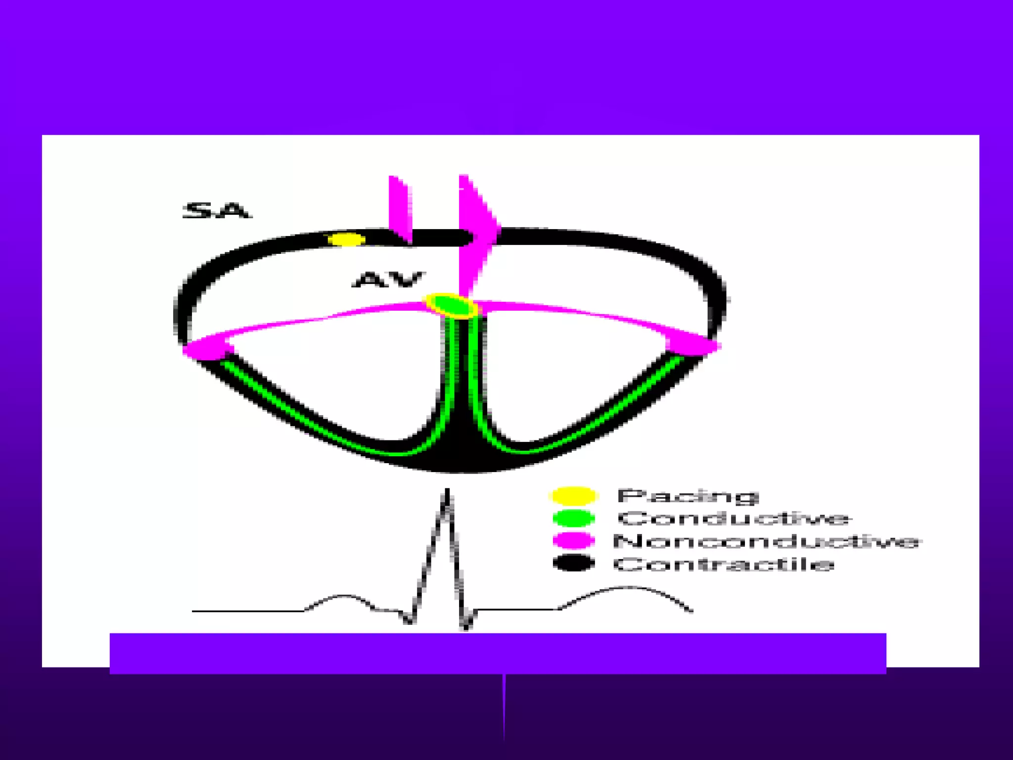 Cardiac electrical system | PPT