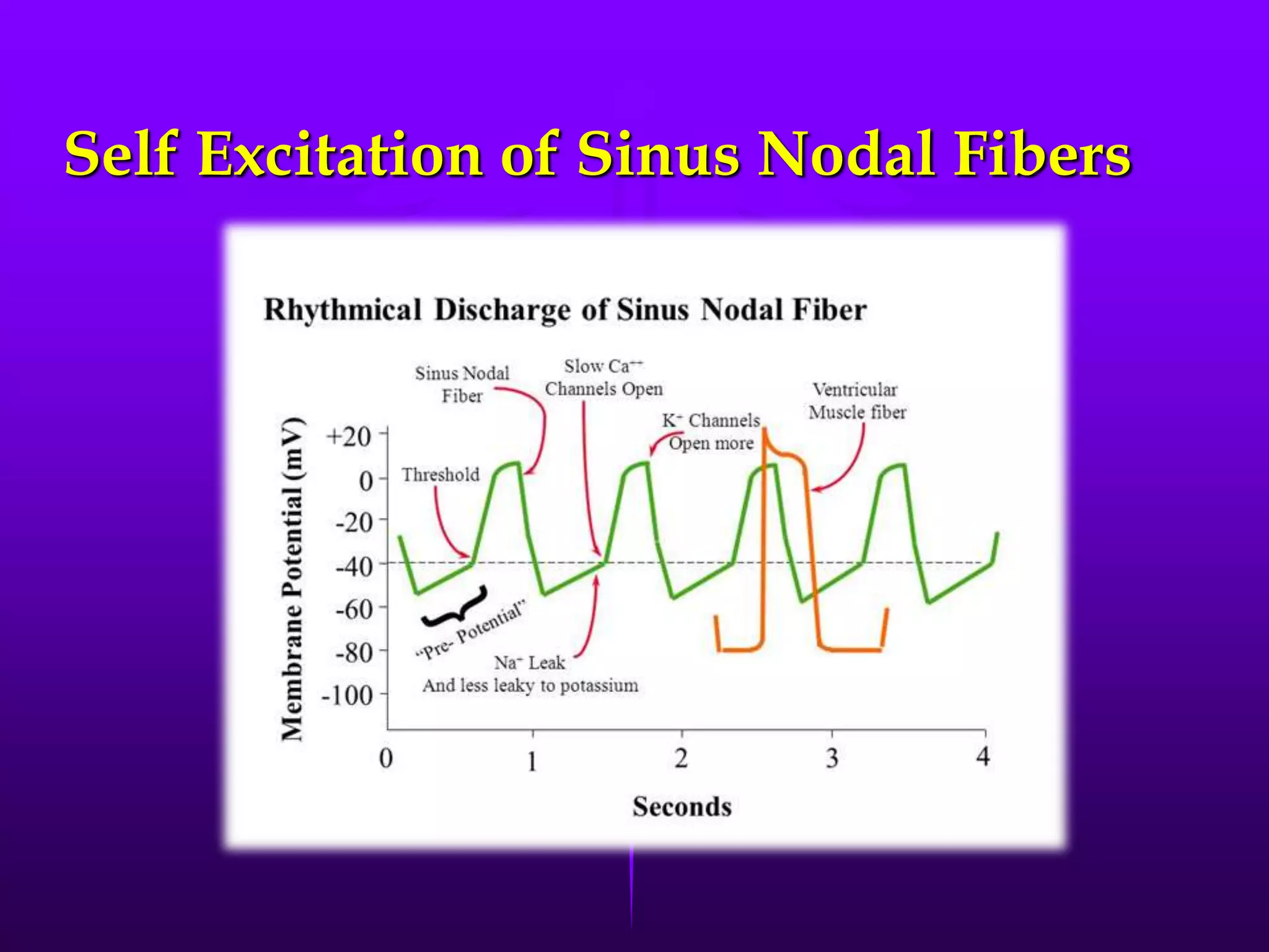 Cardiac electrical system | PPT