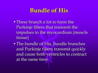 Cardiac electrical system | PPT