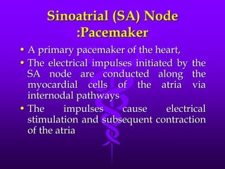 Cardiac electrical system | PPT