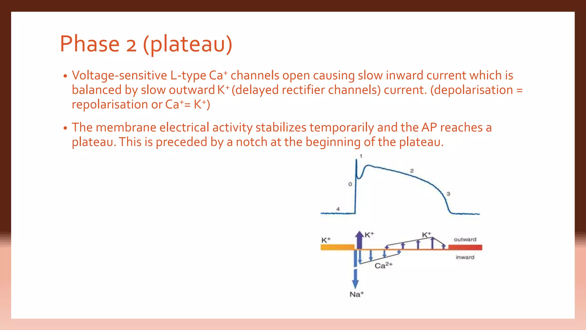 Cardiac electrophysiology | PPTX