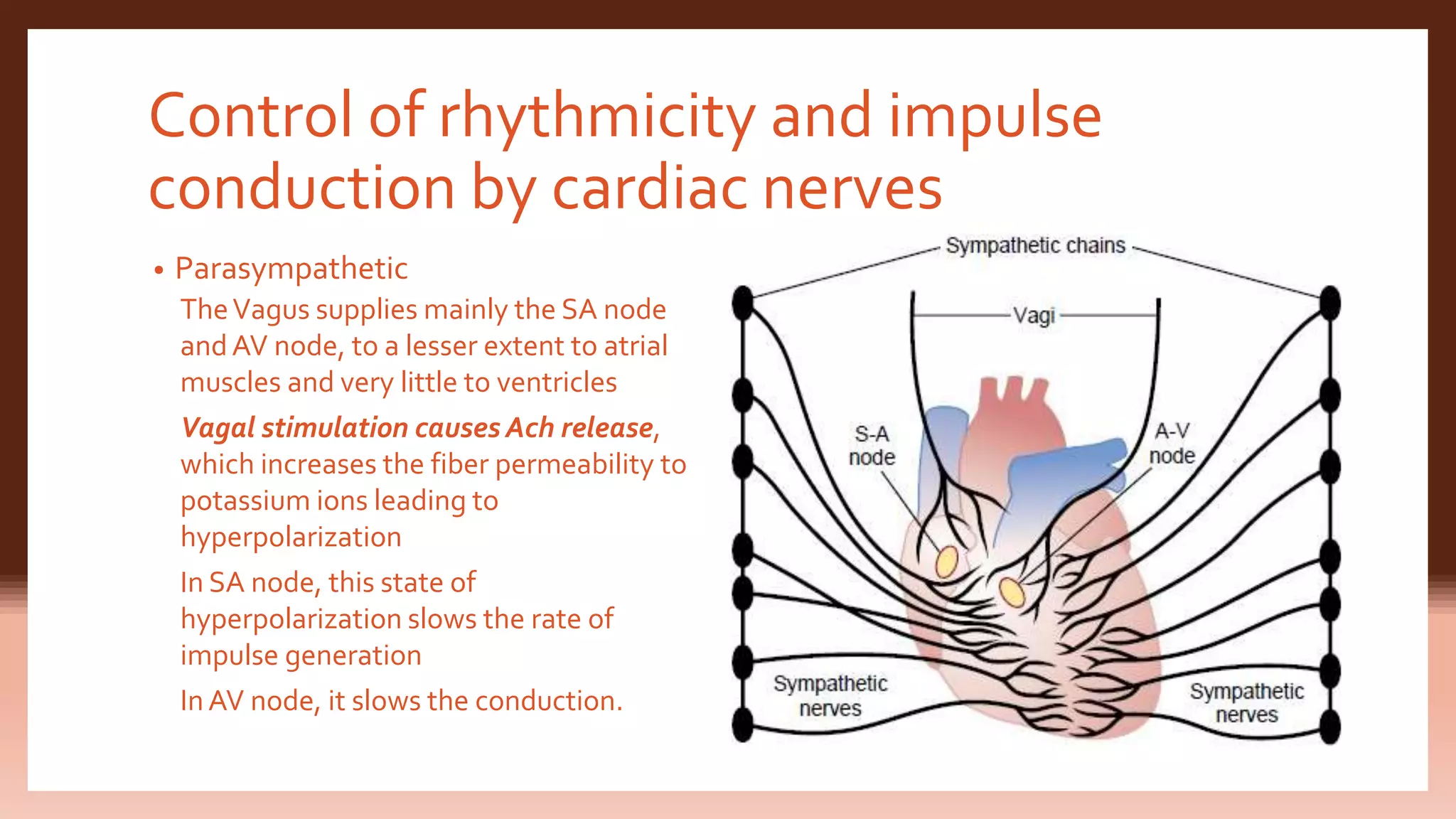 Cardiac electrophysiology | PPTX