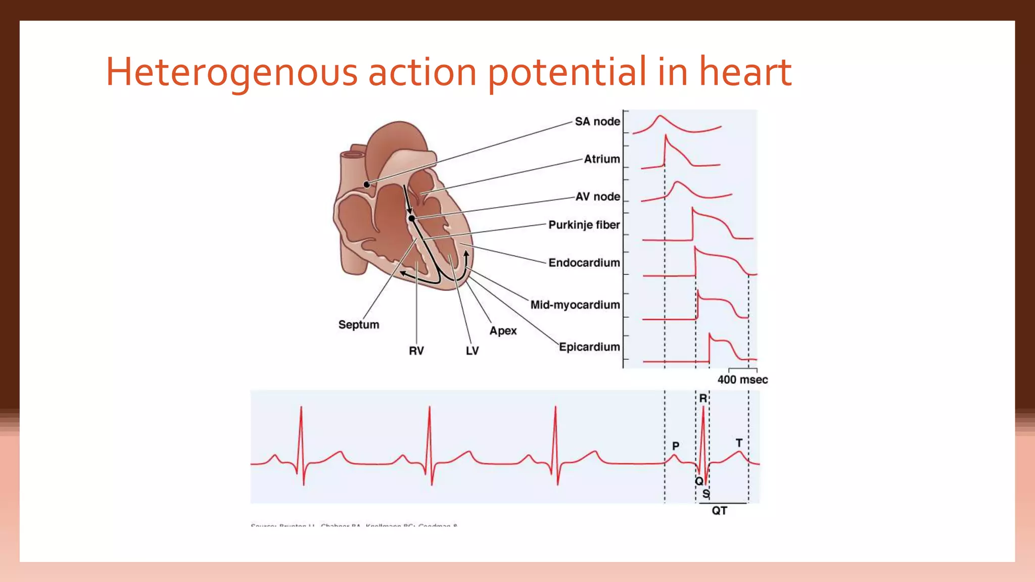 Cardiac electrophysiology | PPTX