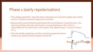 Cardiac electrophysiology | PPTX