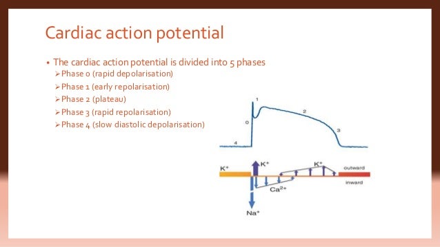 Cardiac electrophysiology