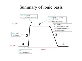 Cardiac electrophysiology | PPTX