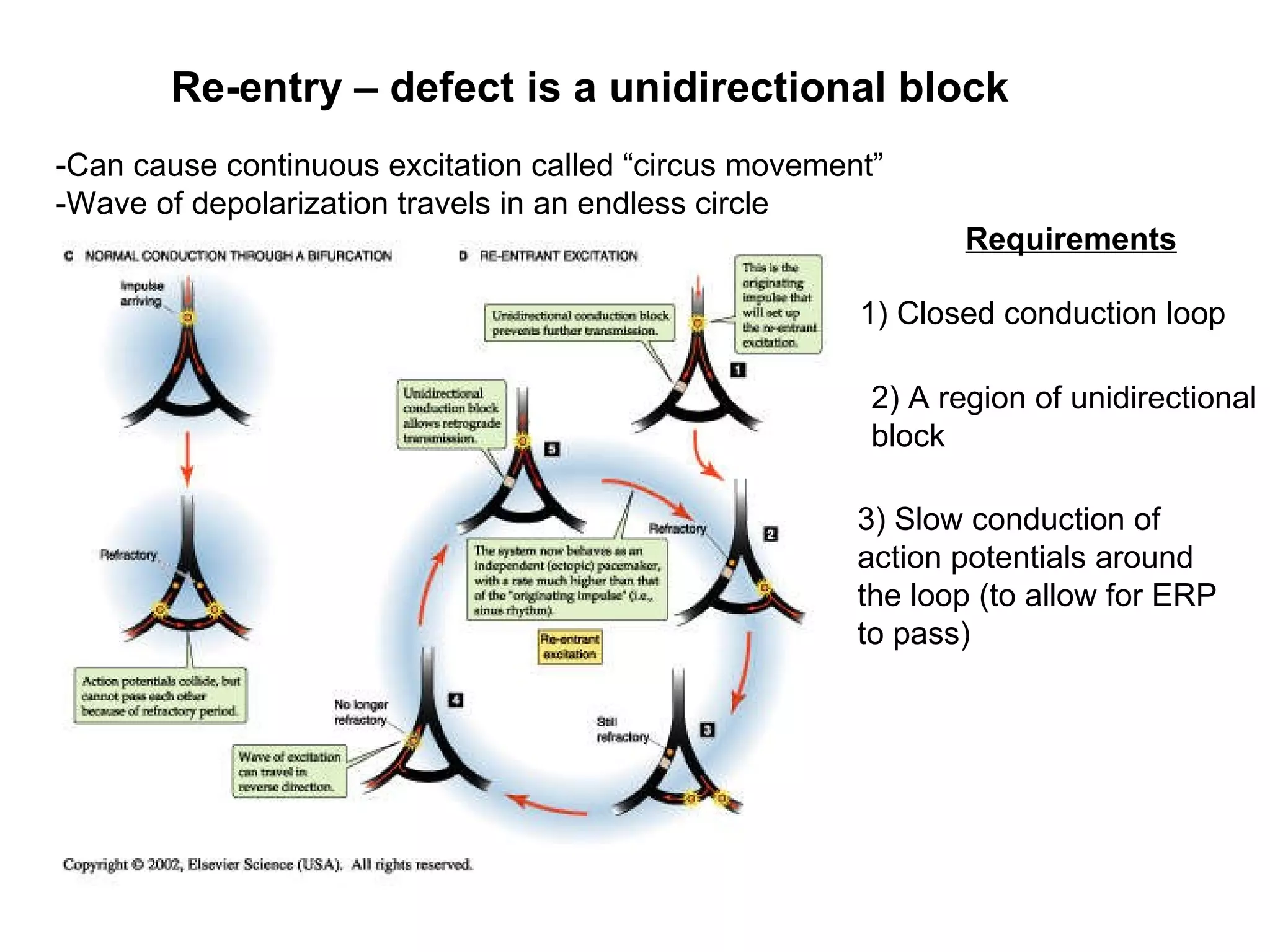 Cardiac electrophysiology part ii lecture 4 | PPT